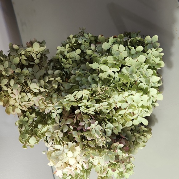 Hand Crafted | Accents | Copy Over Five Limelight Hydrangeas Real Dried ...
